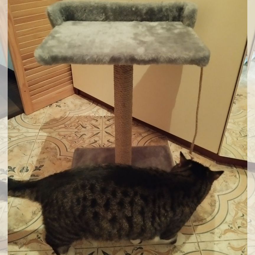 Когтеточка для кошек