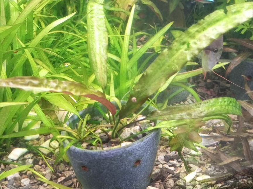 Рыбки И растения для аквариума