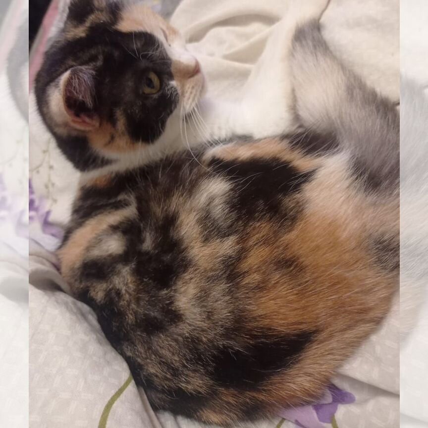 Шотландская вислоухая короткошёрстная, взрослая кошка