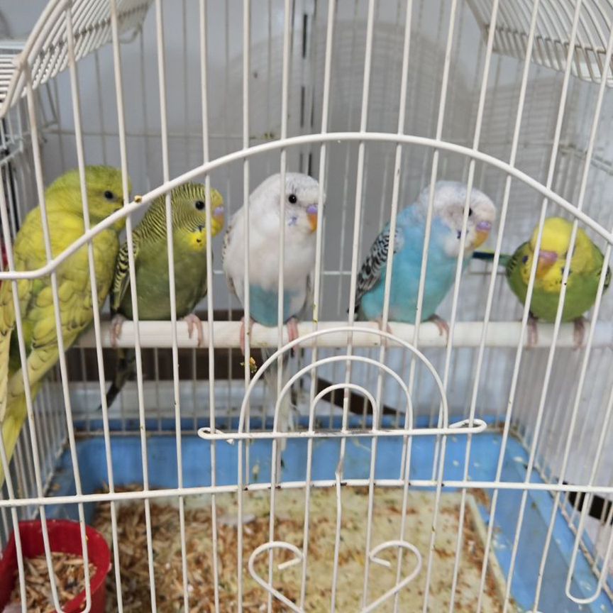 Волнистый попугай