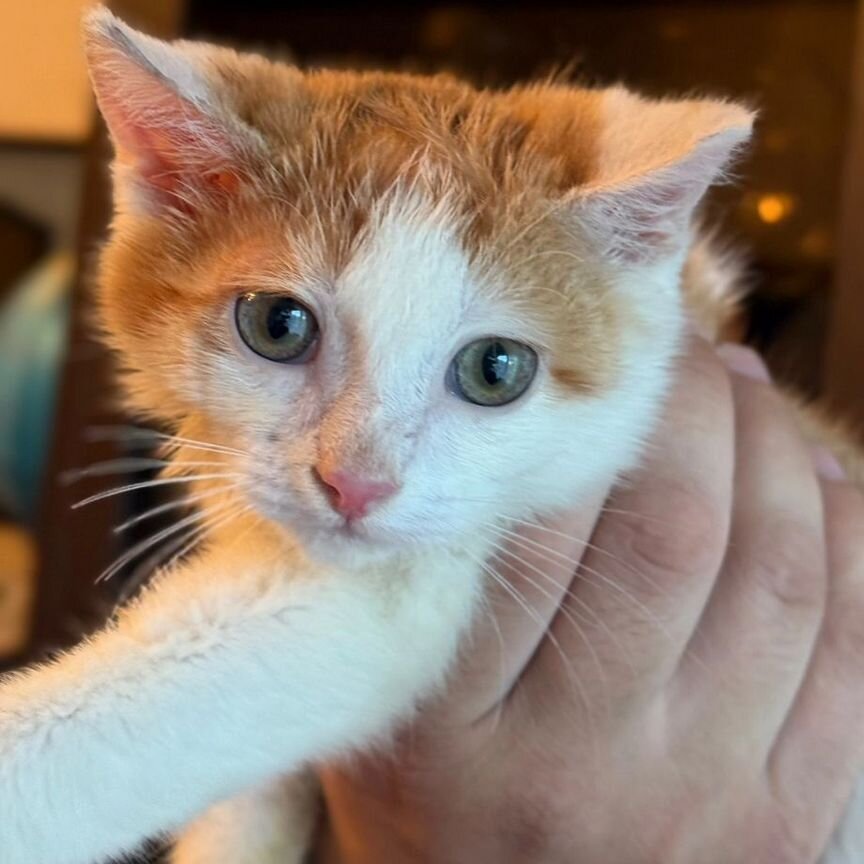 Котенок
