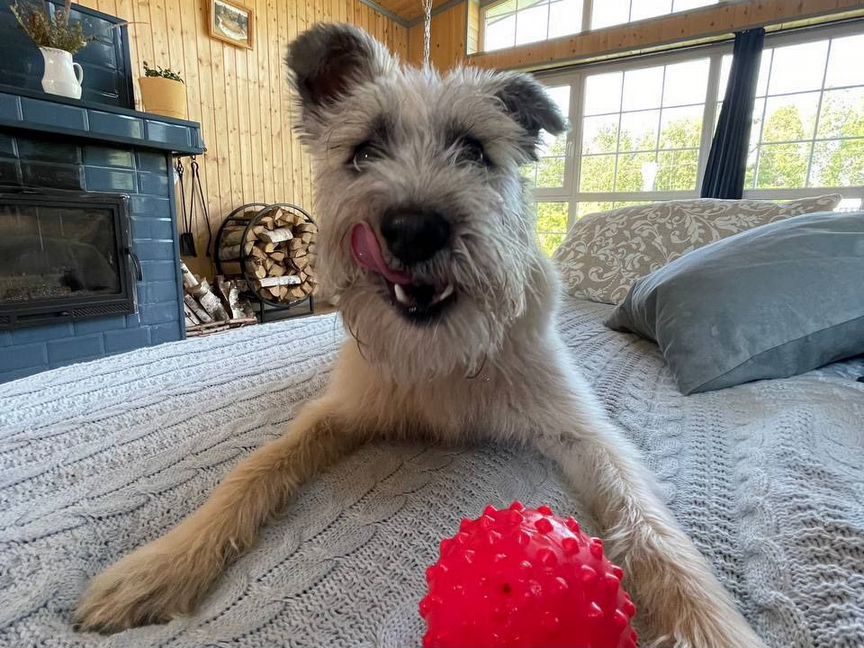 Супер пес в добрые руки