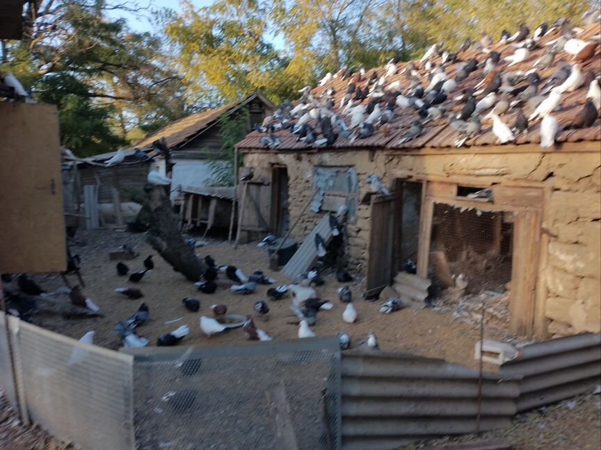 Продажа николаевских голубей