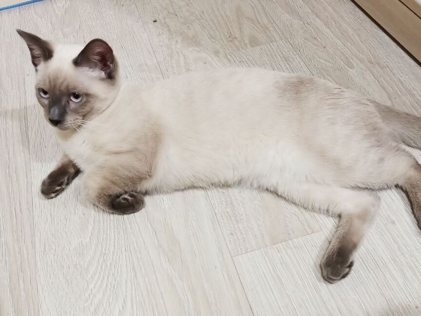 Отдам котят тайской кошки в хорошие руки :)