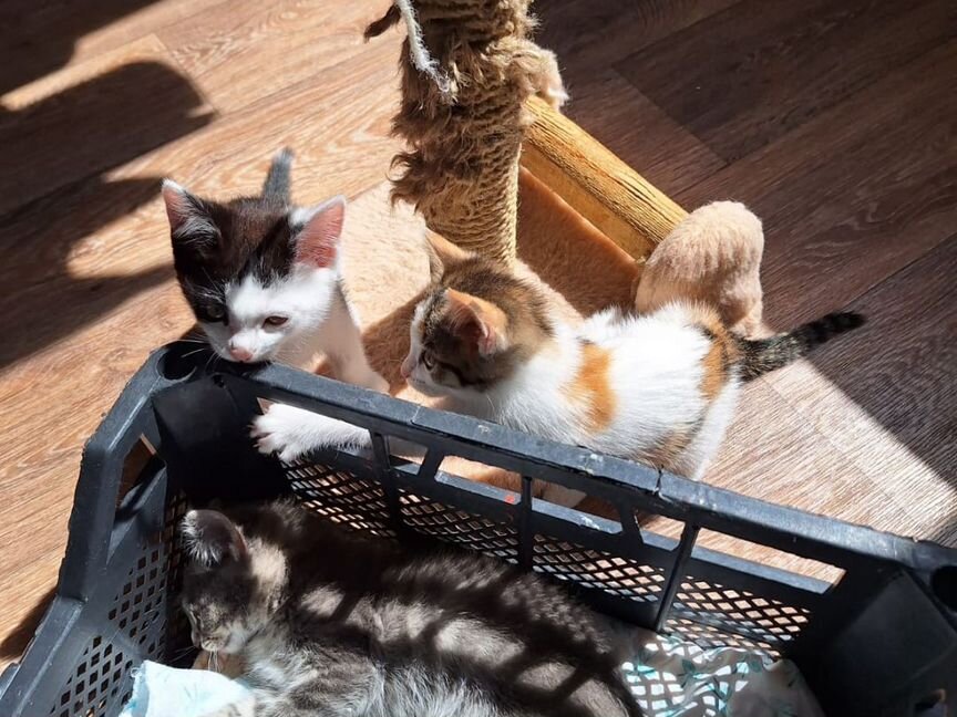 Котята в добрые руки