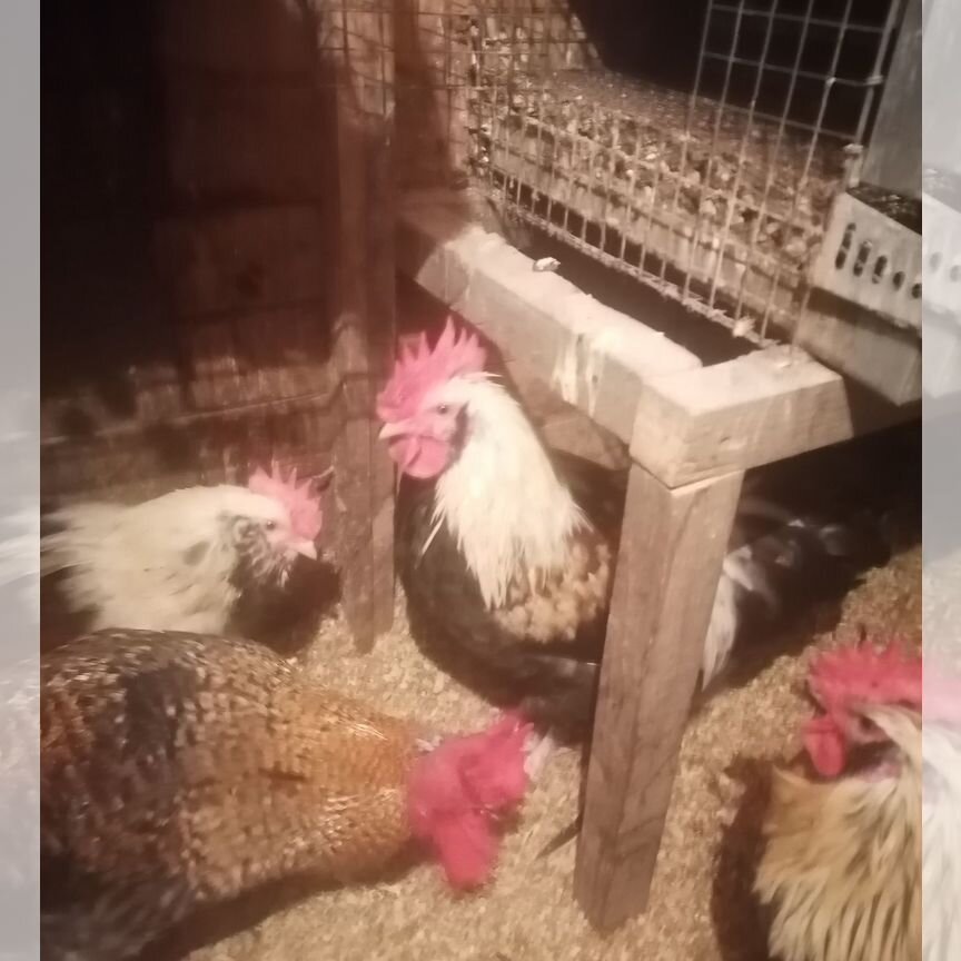 Продаю петушков 7 месяцев