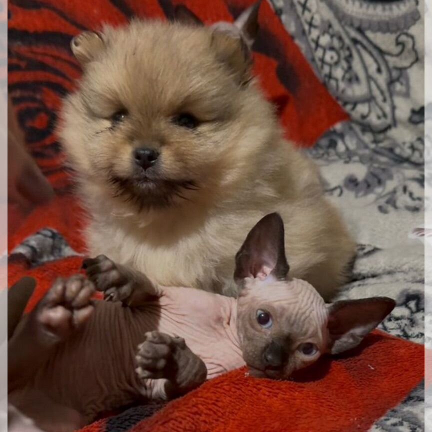 Канадский сфинкс котёнок