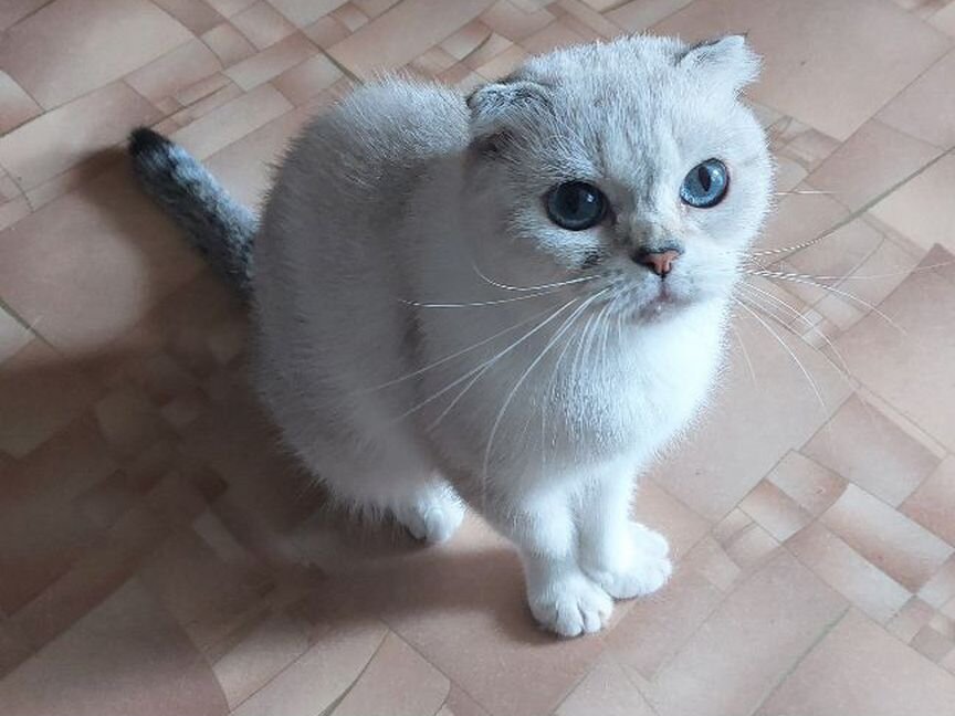 Шотландская вислоухая кошка бесплатно