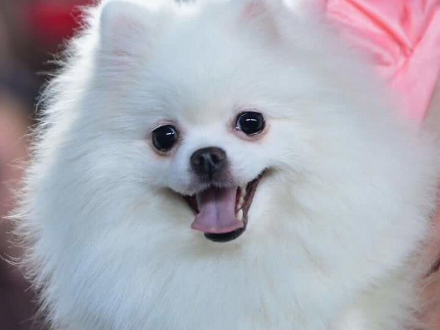 Шпиц красивый умный мальчик