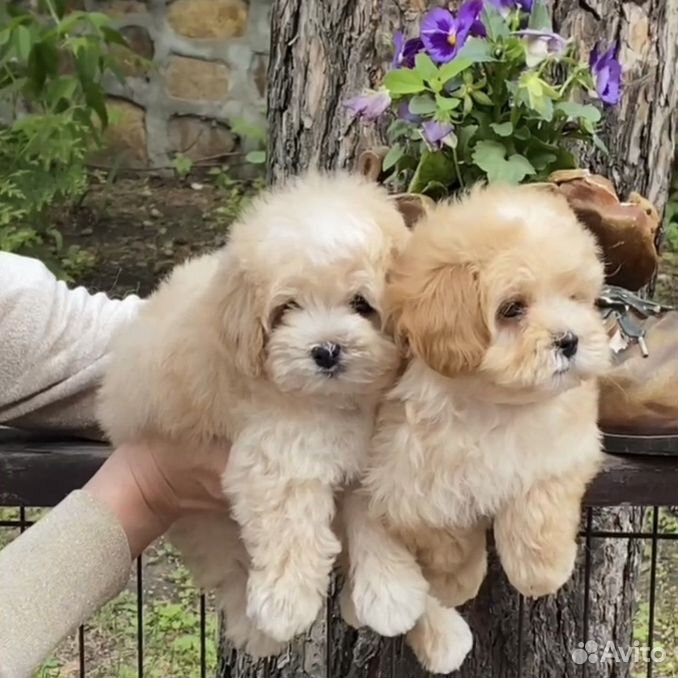 Мальтипу мини ф1 Беби Фейс