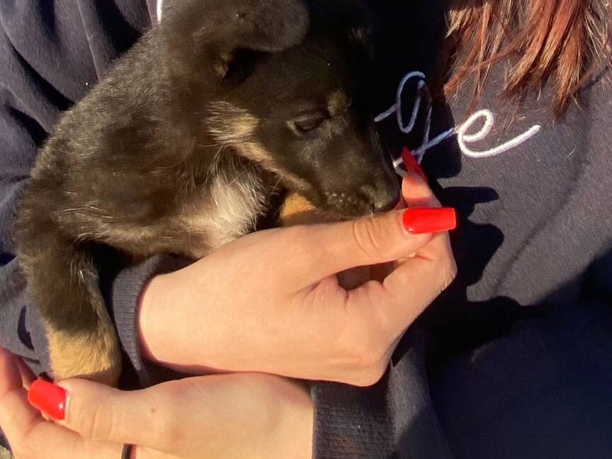 Отдадим щенков в хорошие руки