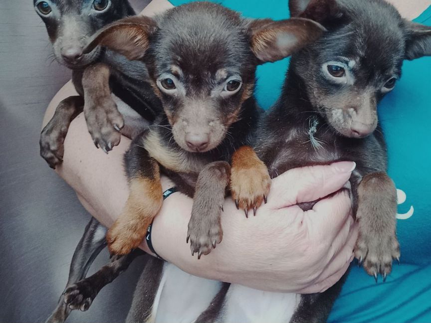 Той-терьер щенки