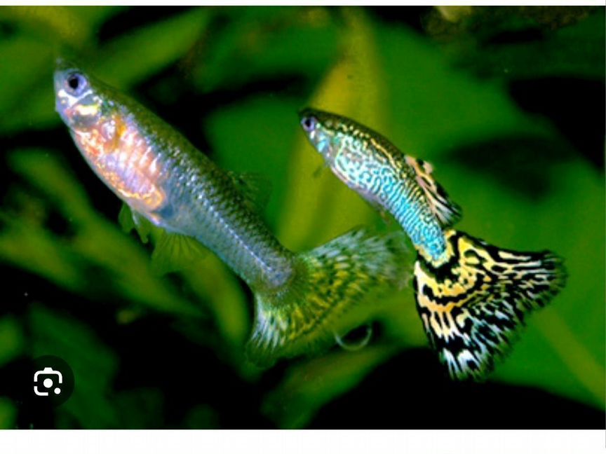 Аквариумные рыбки гуппи