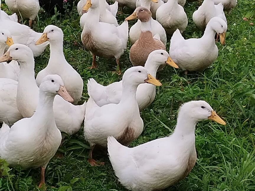 Утка стар 53