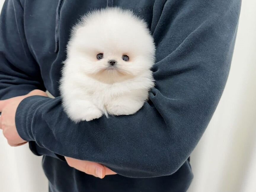 Тикап Шпиц Корея, micro мальчик