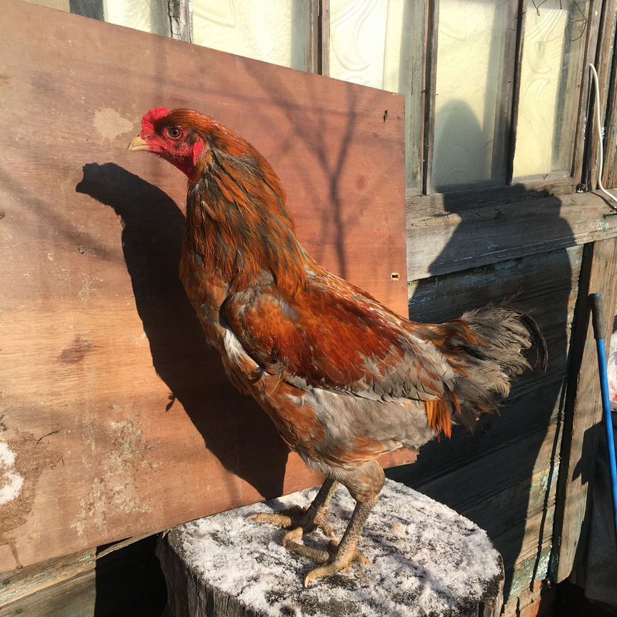 Петушки Павловское золото, Брама, Амераукана