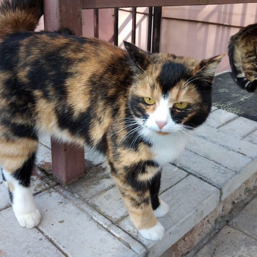 Взрослая кошка от частного владельца