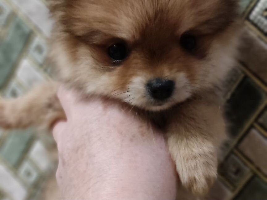 Померанский шпиц девочка