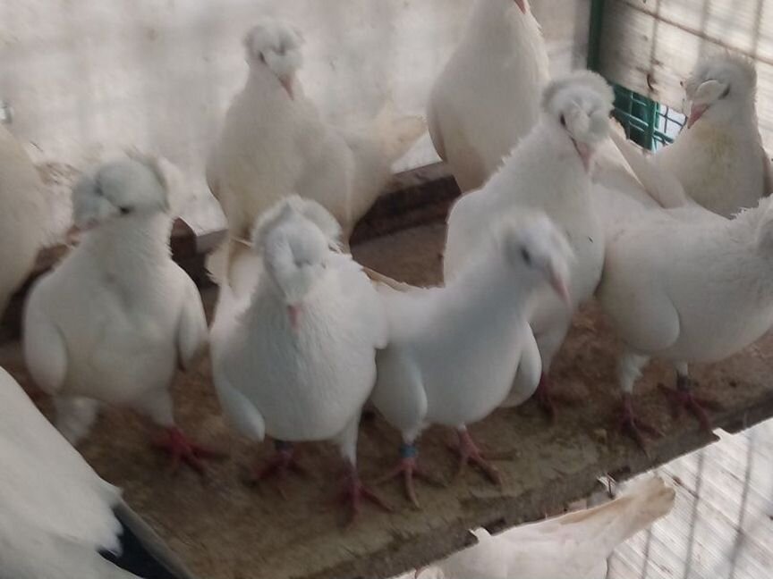 Продажа голубей