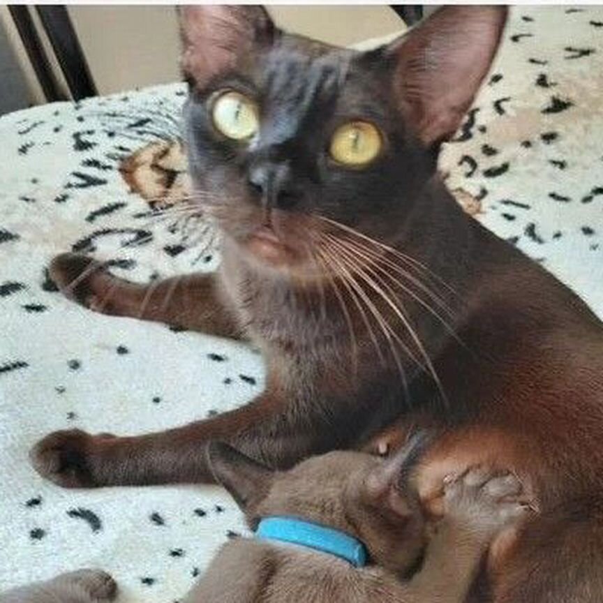 Европейская бурманская, взрослая кошка