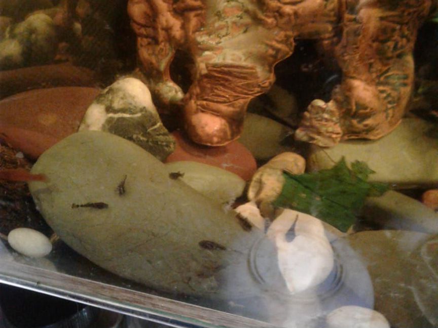 Сомы и сомики