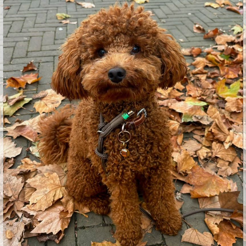 Той-пудель, щенок