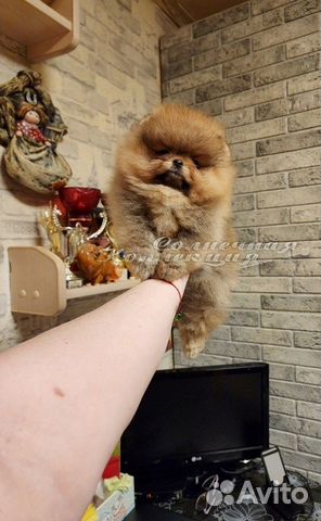 Шпиц померанский мини питомник РКФ FCI