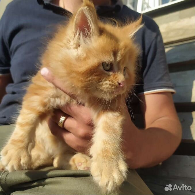 Котенок Мэйн кун