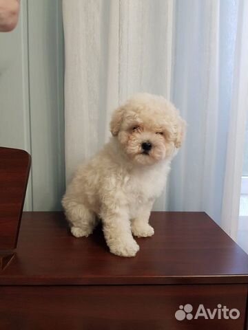 Мальтипу Мальчик