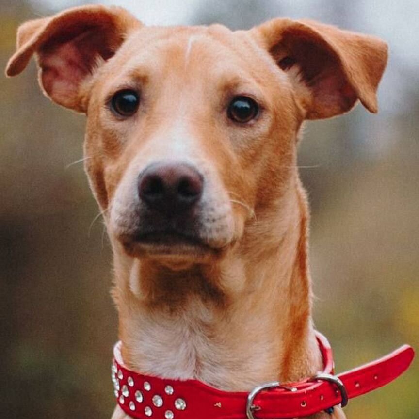 Взрослый пёс в добрые руки