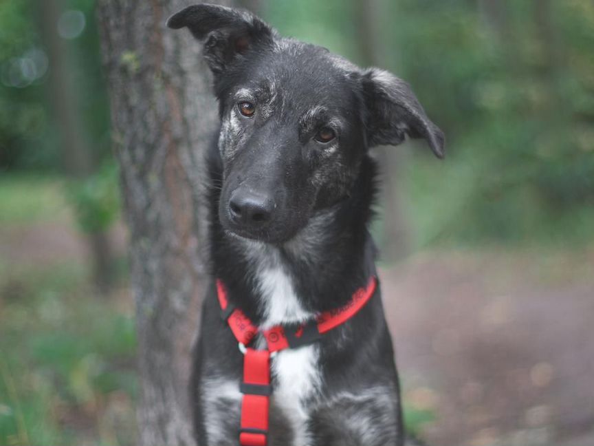 Щенок ищет дом