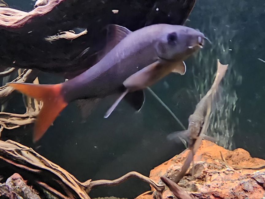 Лабео биколор