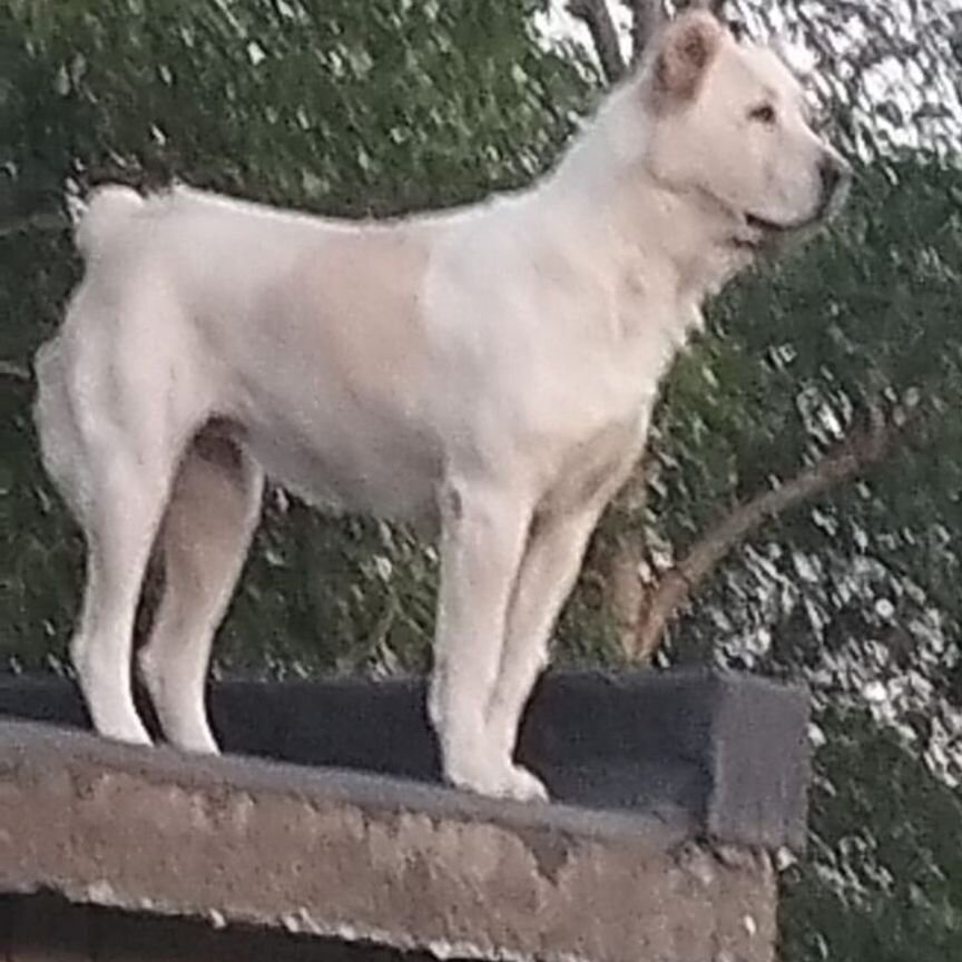 Среднеазиатская овчарка, взрослая собака