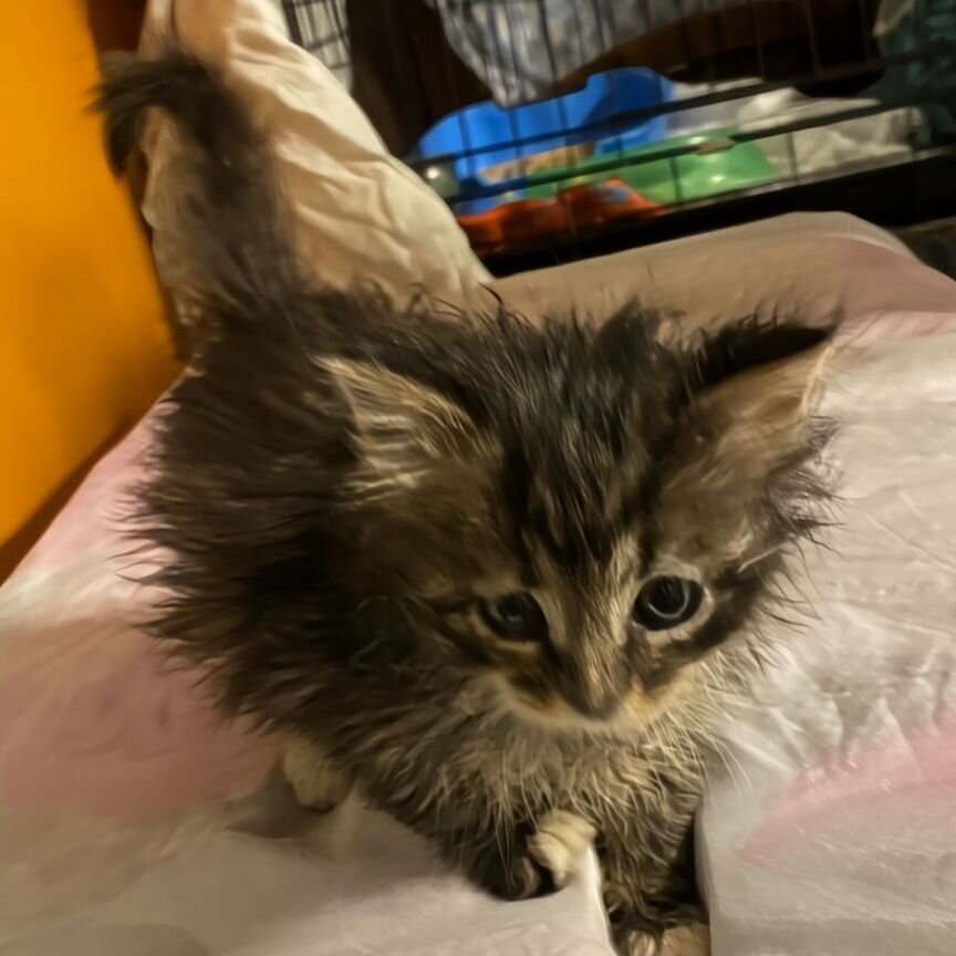 Котёнок в добрые руки