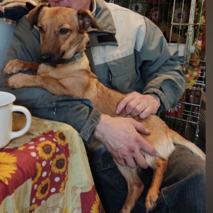 Маленькая приютская собачка