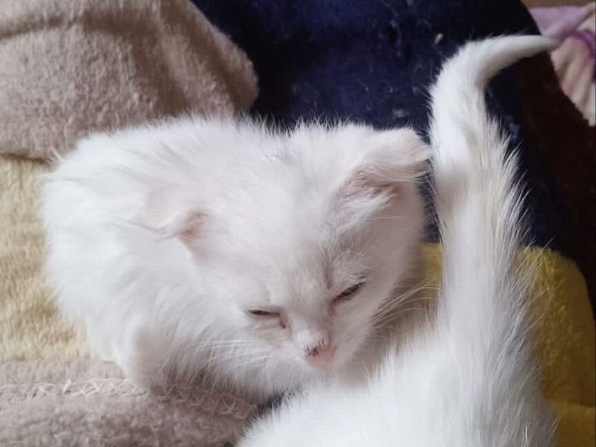 Вислоухие котята белые