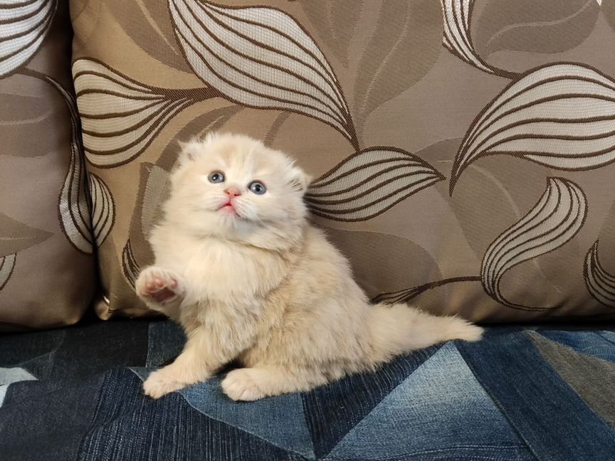 Шотландские вислоухие котята