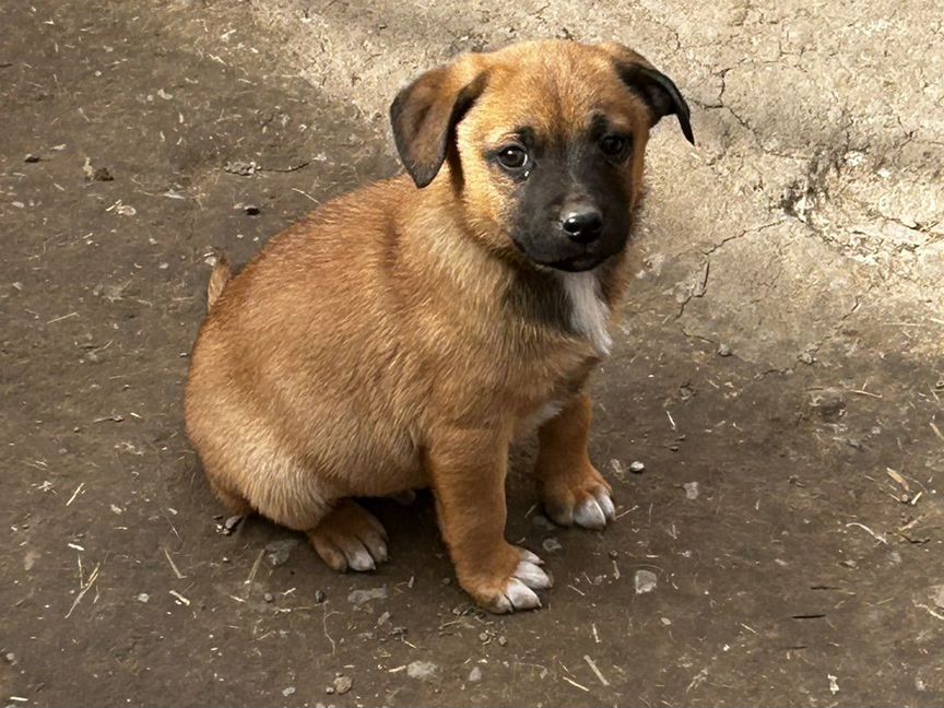 Бельгийская овчарка в добрые руки