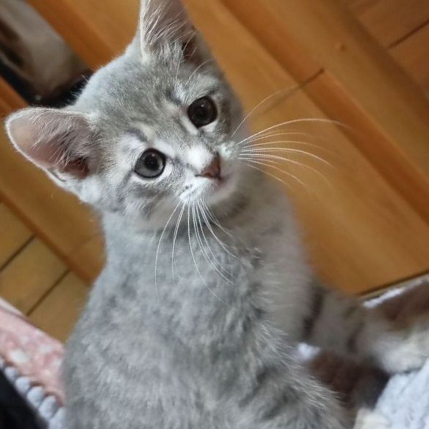 Котëнок европейской породы