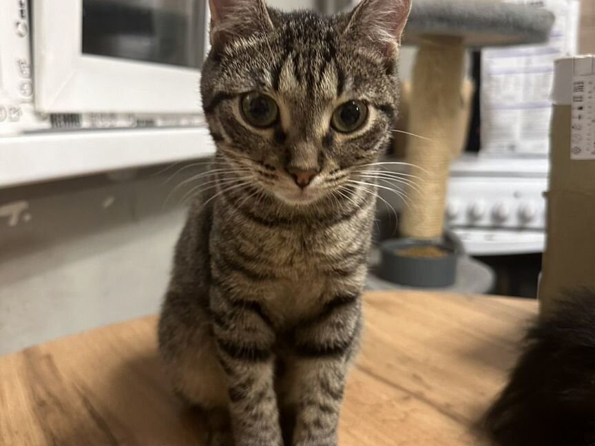 Карликовая кошка, возраст 6 мес