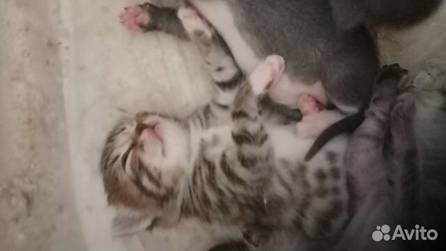 Британские котята