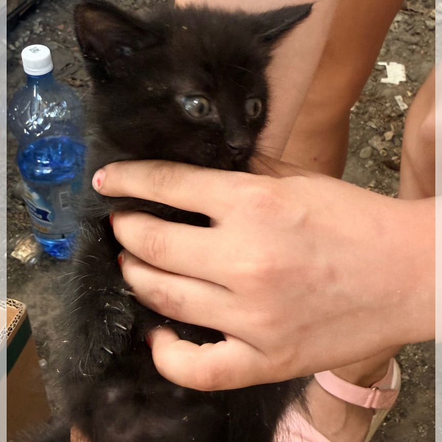 Котёнок в добрые руки