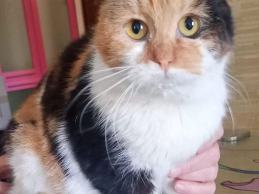 Трехцветное чудо, стерилизованое