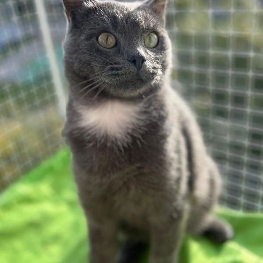 Котик в добрые руки