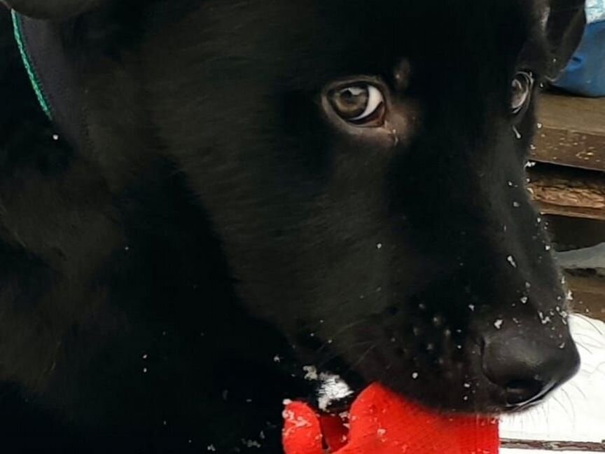 Отдам щенка