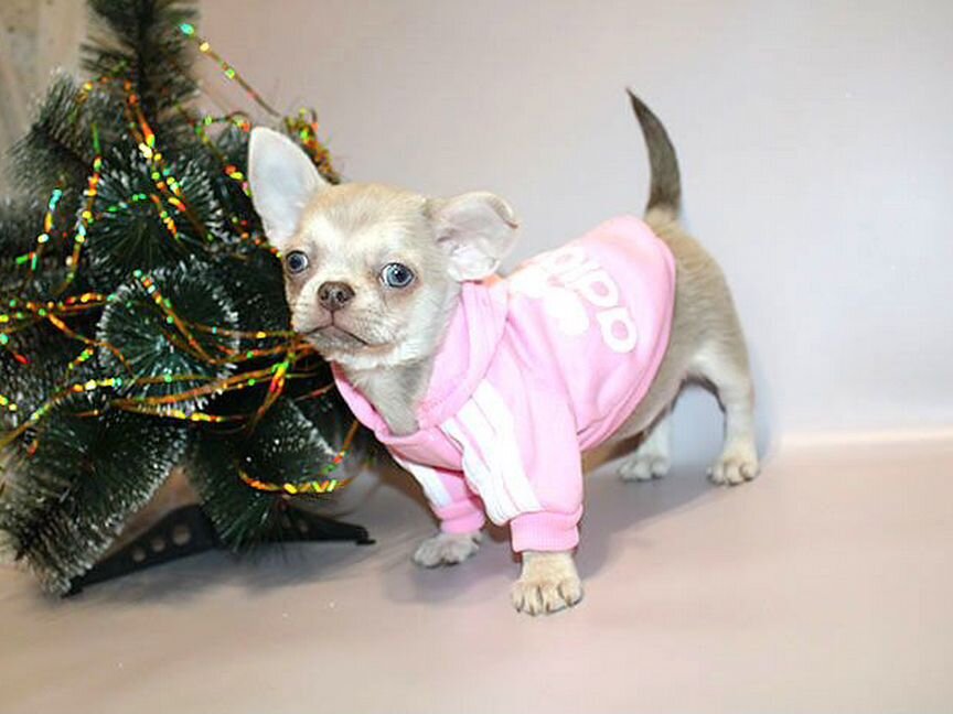 Голубоглазый мальЧишка