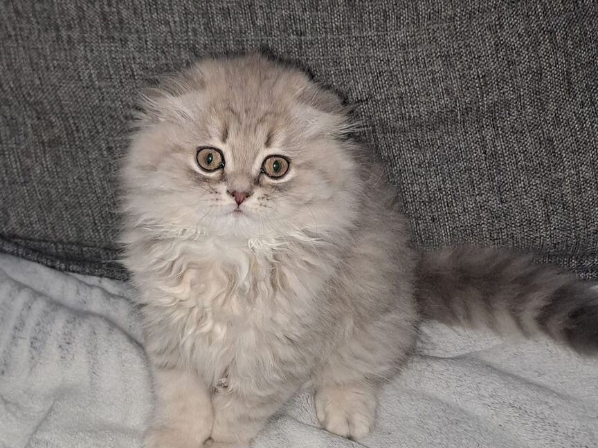 Кошки