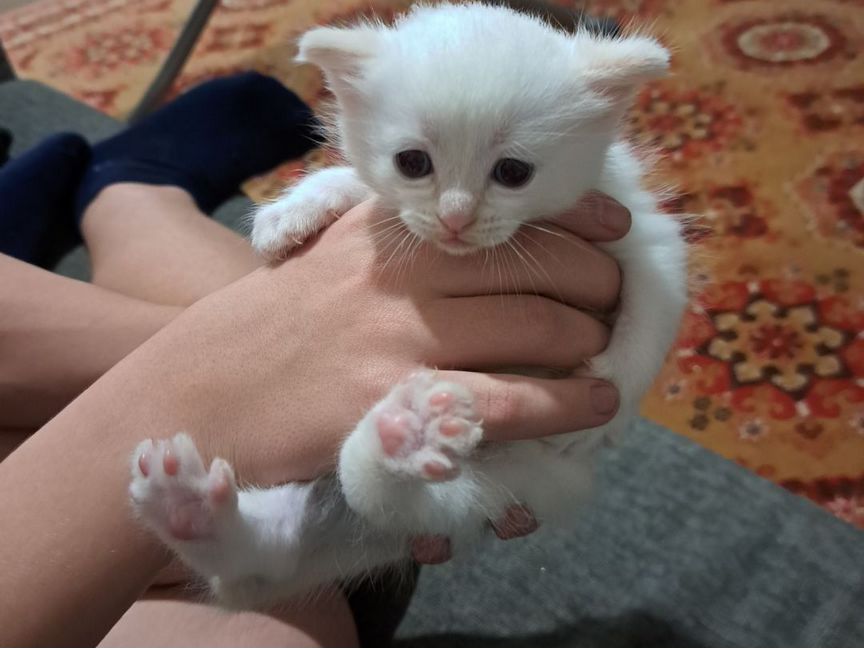 Белый котёнок, девочка