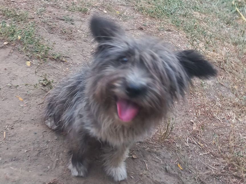 Маленькая собачка в добрые руки