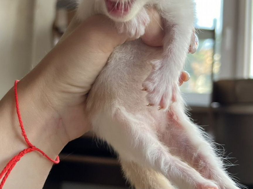 Котята от кошки с сюрпризом